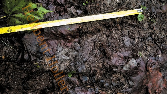 EVIDENCE | Hellbent Holler