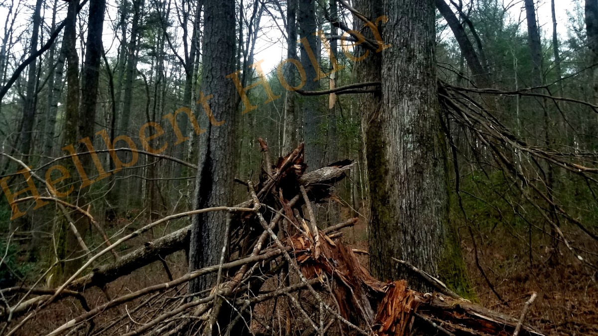 EVIDENCE | Hellbent Holler